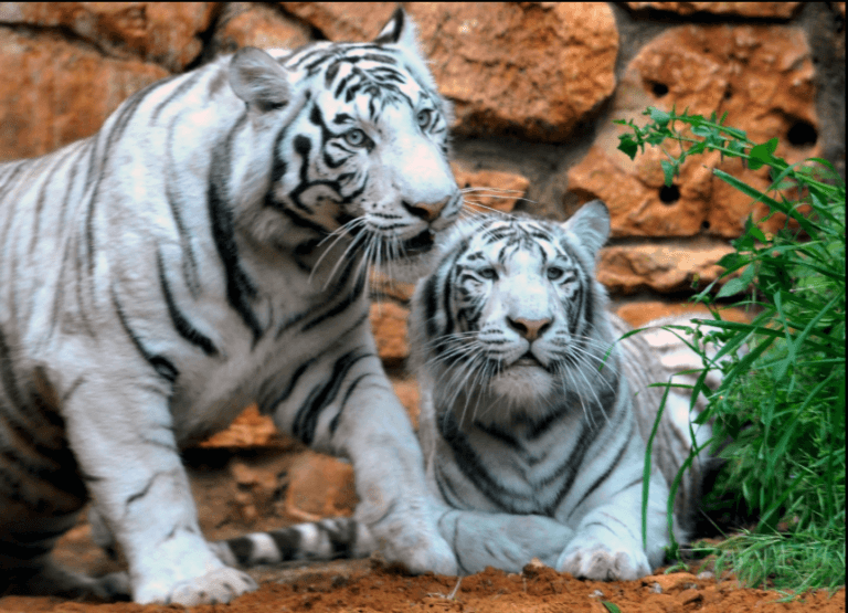 White Tigers in the Wild: Do They Still Exist?